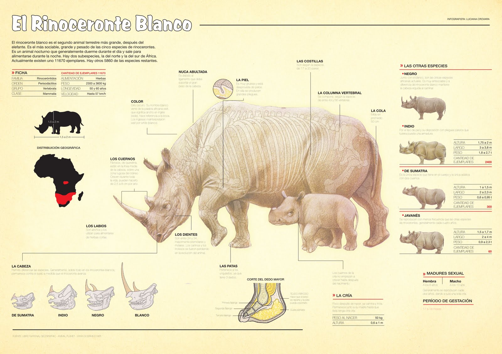 Rinoceronte blanco (With images) | Endangered species, Species, Animals