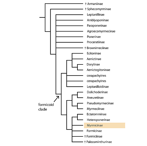 Biološka filozofija: Socijalni parazitizam i robovlasništvo kod mrava