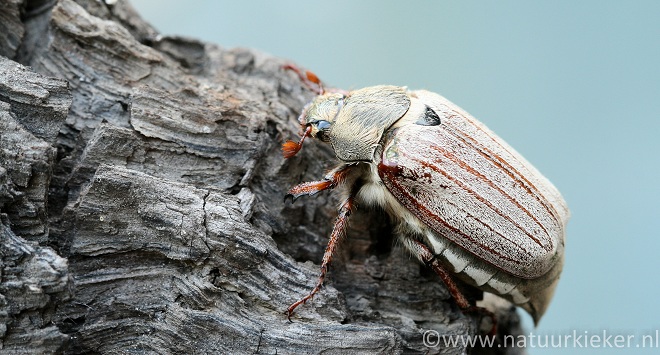 Meikevers vliegen weer volop