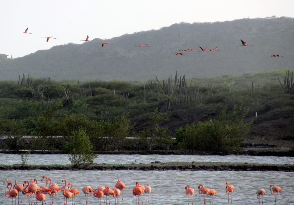 Hiking Curaçao - Flora and Fauna: Flamingoes at Jan Kok salt pans