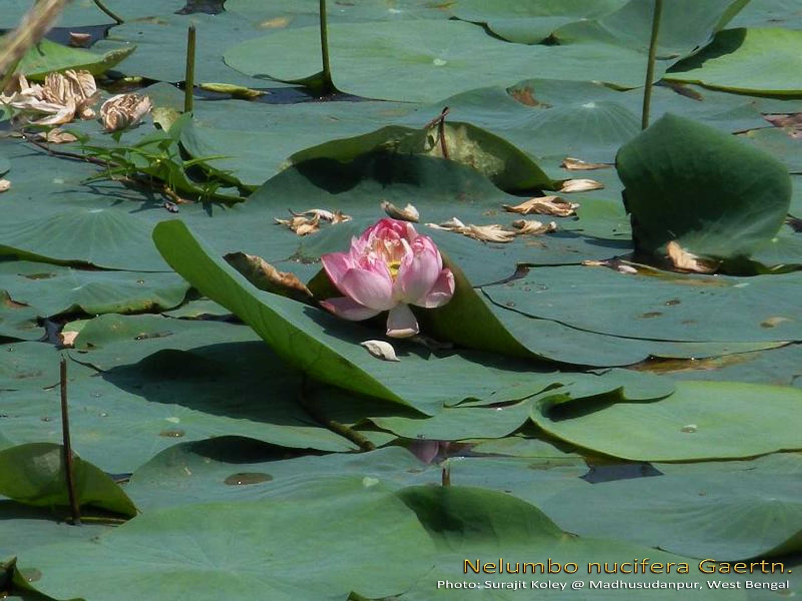 Medicinal Plants: Nelumbo nucifera Tamara Kamal Padmam