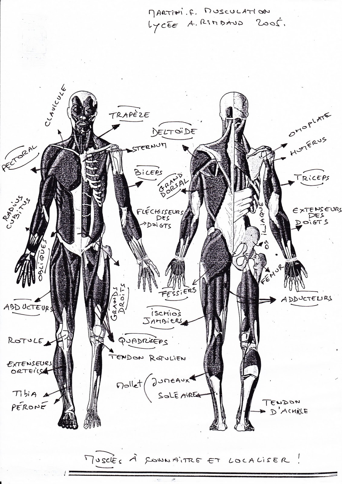 EPS au lycée Rimbaud d'Istres: Modalités et dossier Evaluation Musculation Terminale.
