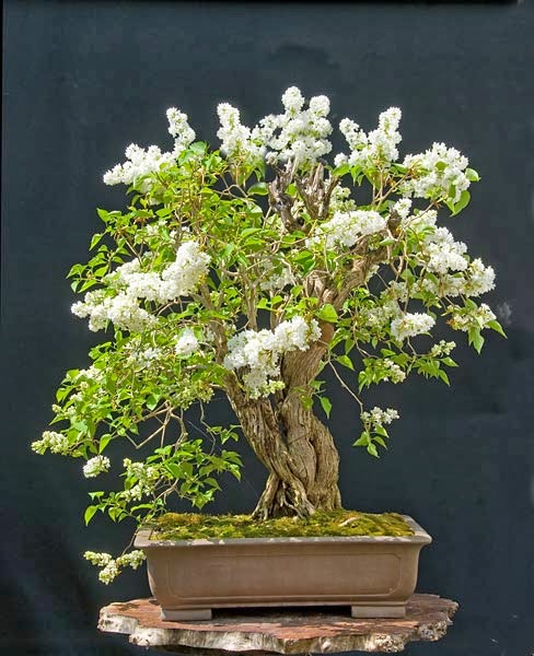 Walter Pall Bonsai Adventures: lilac #3