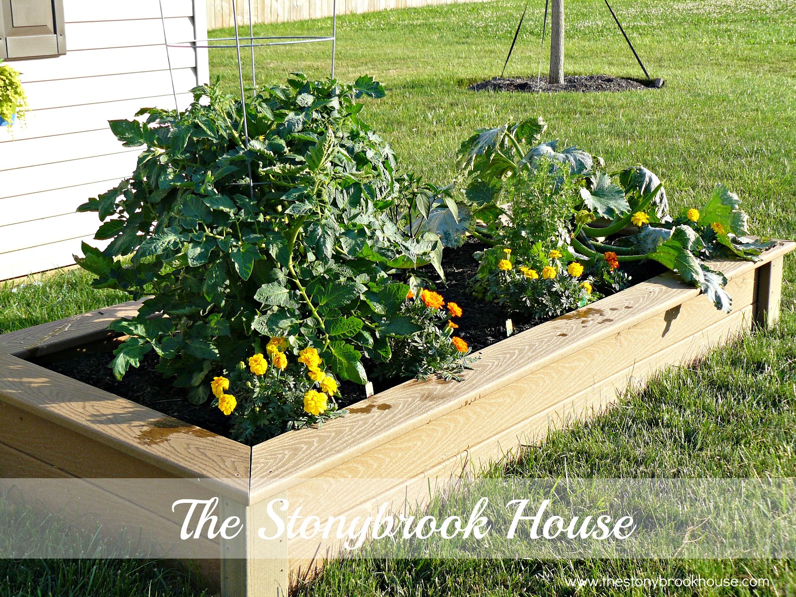 Salsa Garden Update | The Stonybrook House