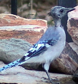 Critter Sitter's Blog: Molting Birds