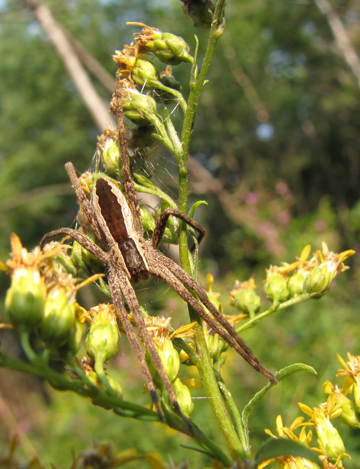 Bug Eric: Spider Sunday: Nursery Web Spider