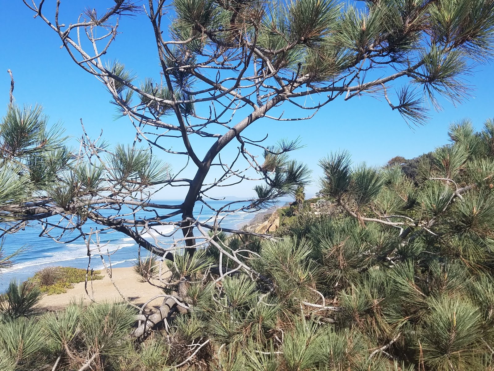 Where is Cookie?: Torrey Pines: perfect retreat with spectacular trees ...