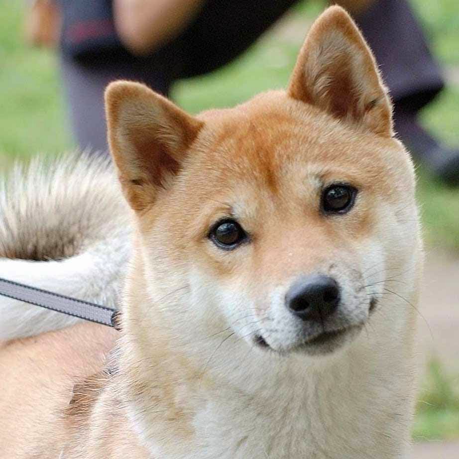 Σίμπα Ίνου (Shiba Inu) | Ένας σκύλος για σένα