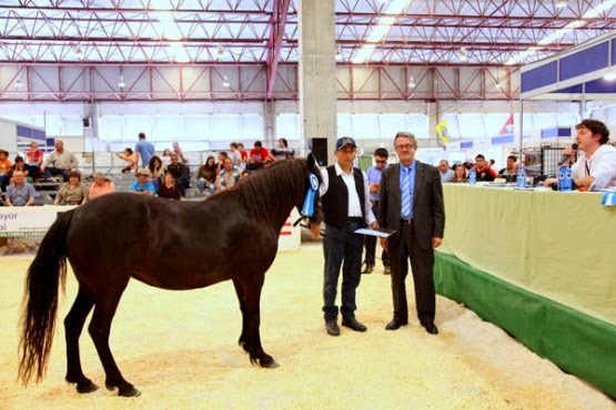 O CABALO DE PURA RAZA GALEGA / THE GALICIAN HORSE BREED / LE CHEVAL DE ...