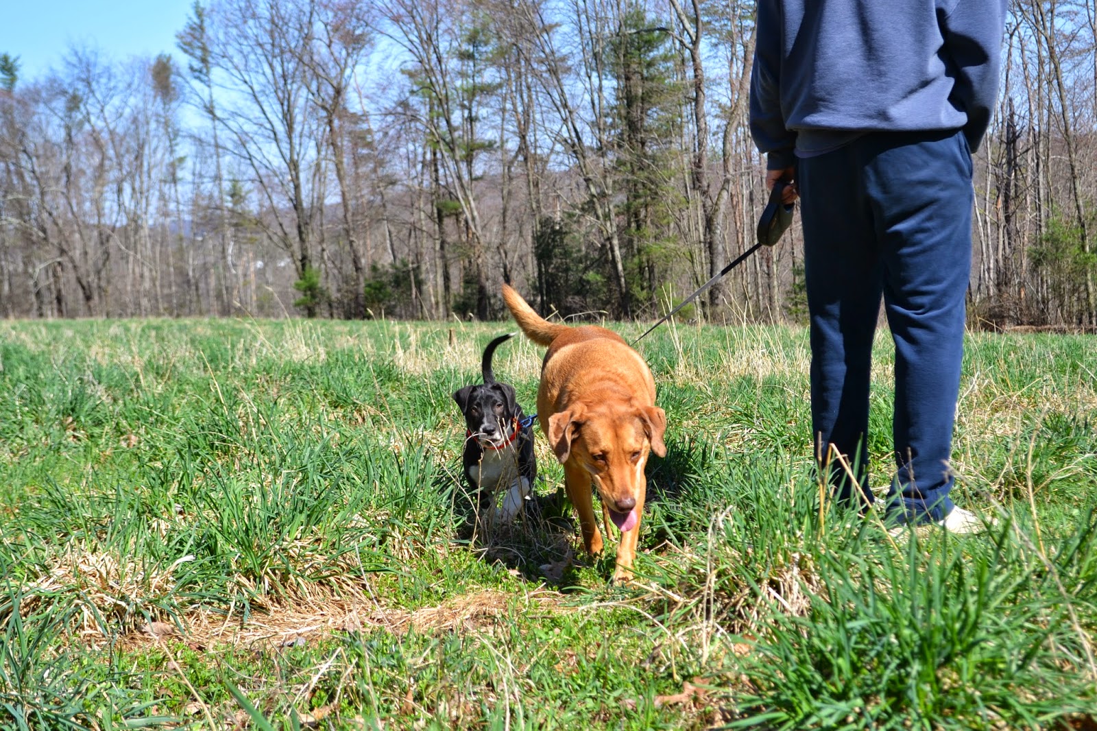 Running With the Big Dogs