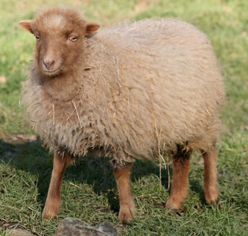 The Sheep Whisperer: Sheepish Styles!