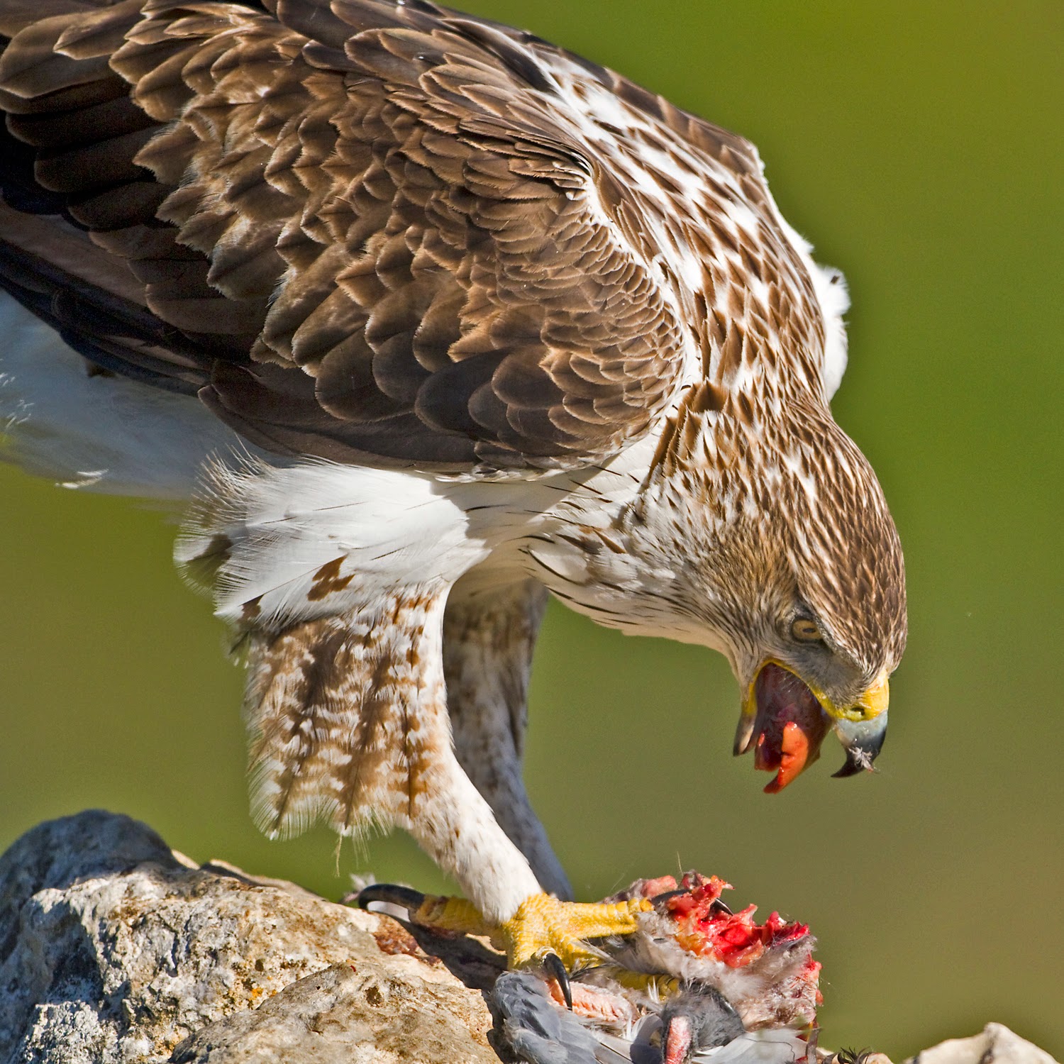 PETER'S PORTFOLIO..............Bird & Wildlife Photography: Bonelli's Eagle