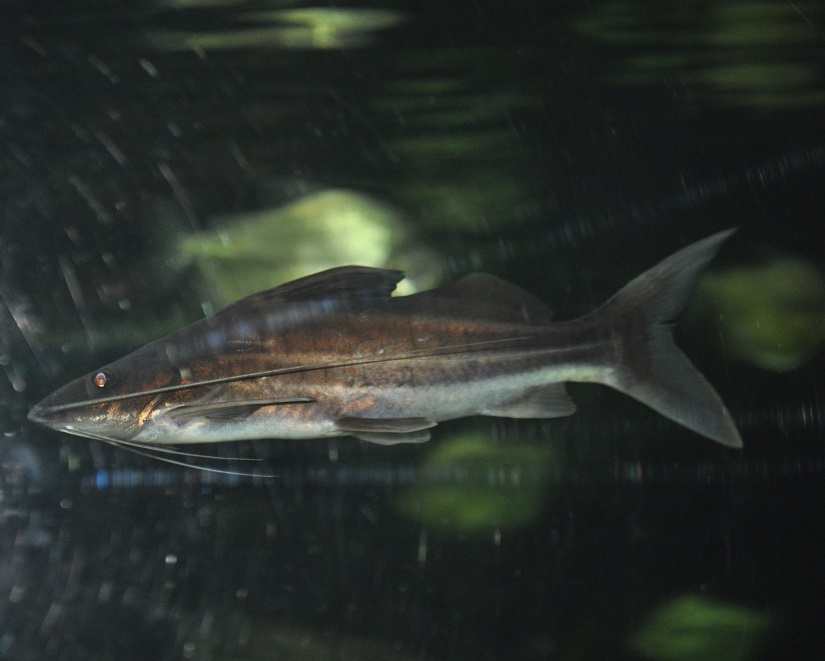 ZOOTOGRAFIANDO (6.100 ANIMALS): BAGRE BLANCO (Pimelodus albicans)