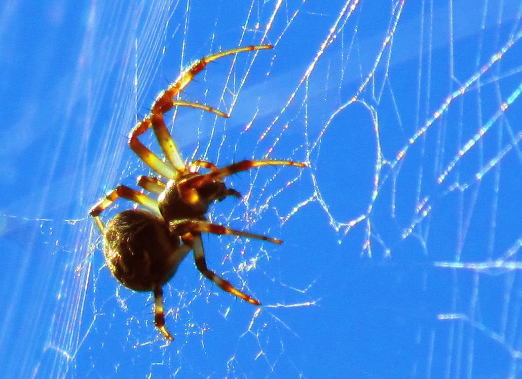 Foto Blog Puerto Rico: Araña para la colección de fotos