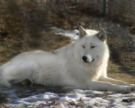 White Wolf : 10 Reasons We Need Wolves