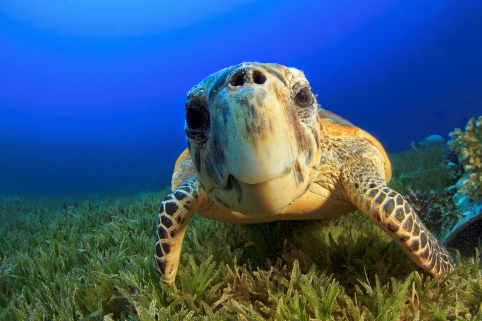 Tortoise World-Wide Celebration - Galápagos Eco Friendly: The Blog