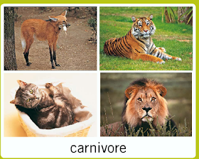 SGAguilar Javier Ramos: Vertebrates - MAMALS