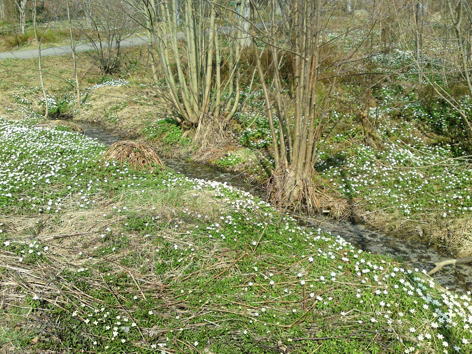 majra1: Vitsippor ute i backarna stå, niger och säger att nu är det vår.