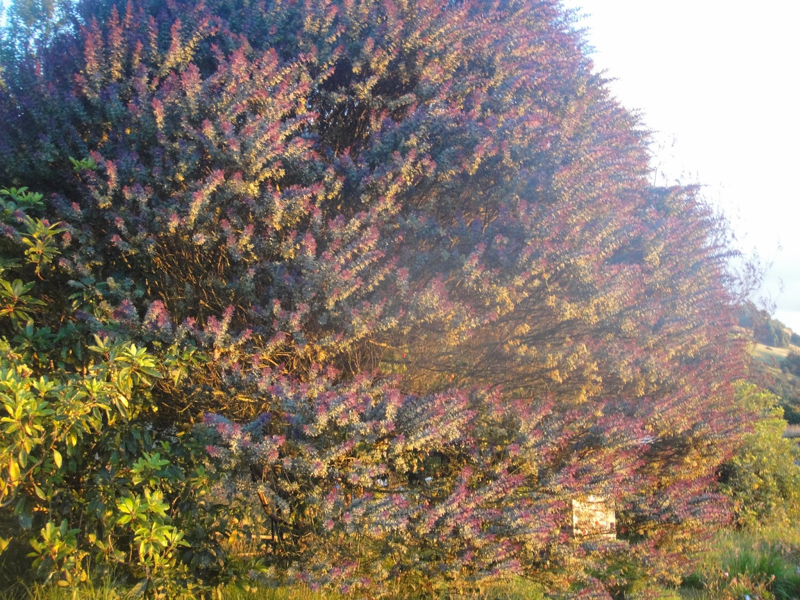 Backtoeden: Acacia Morada