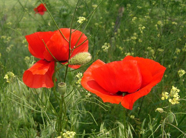 Nimic nu este întâmplător...: Au înflorit macii...