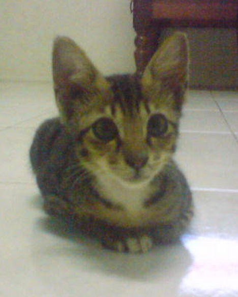 The Along Hidayah: Contest Kucing Paling Comel