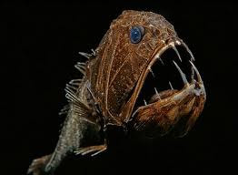 Les vivants /comprendre/savoir/connaitre/decouvrir/: Poisson ogre sa fiche