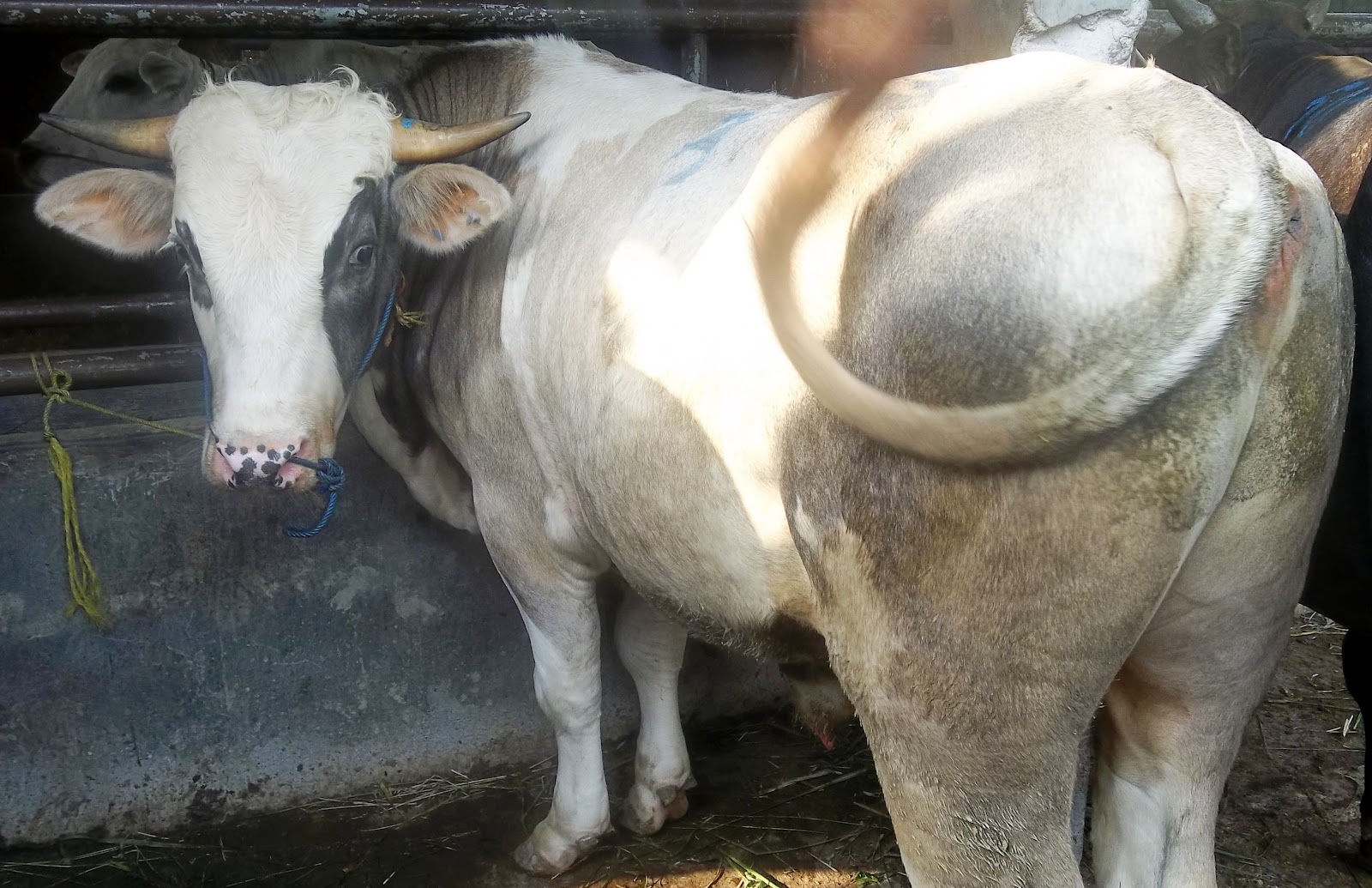 SAPI QURBAN 2015 TIMBANG HIDUP SEHAT & MURAH DI : JENIS SAPI QURBAN