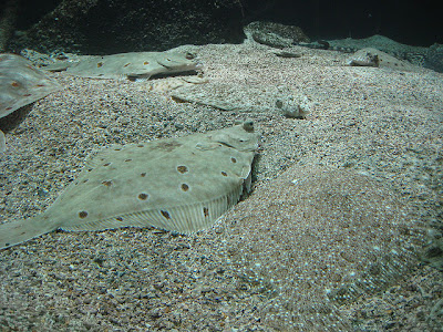 Flatfish | The Life of Animals