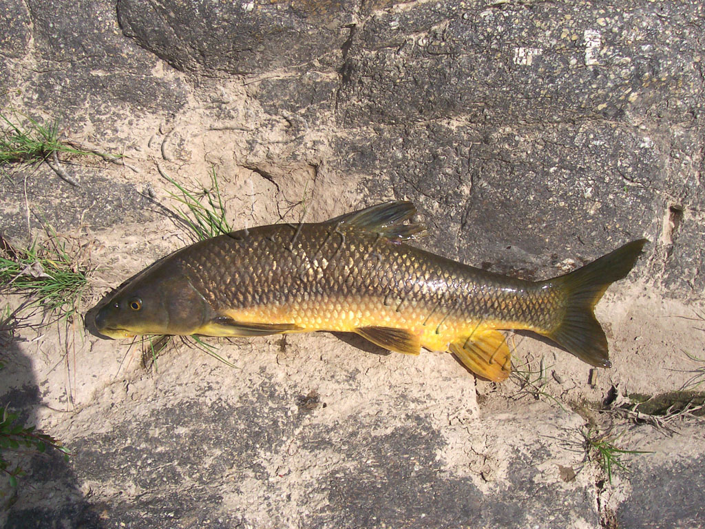 blog de pesca: Barbo común