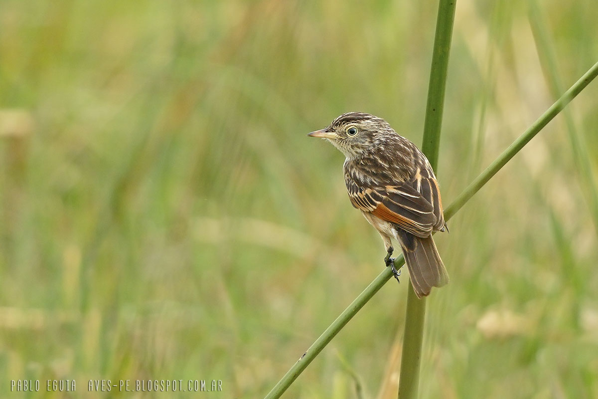 mis fotos de aves: Hymenops perspicillatus Pico de Plata Spectacled Tyrant