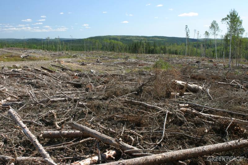 Endangered Spaces blog: Clear Cutting the Boreal Forest