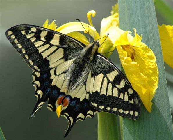 Norfolk Wildlife Trust: June 2013