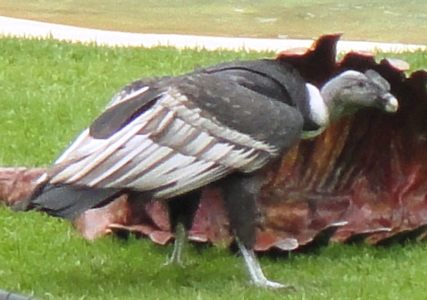 Talon: Andean Condor in Australia Zoo