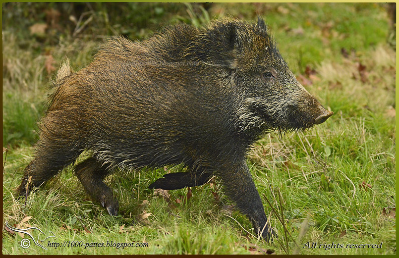 WILDLIFE GATEWAY: Le sanglier 02