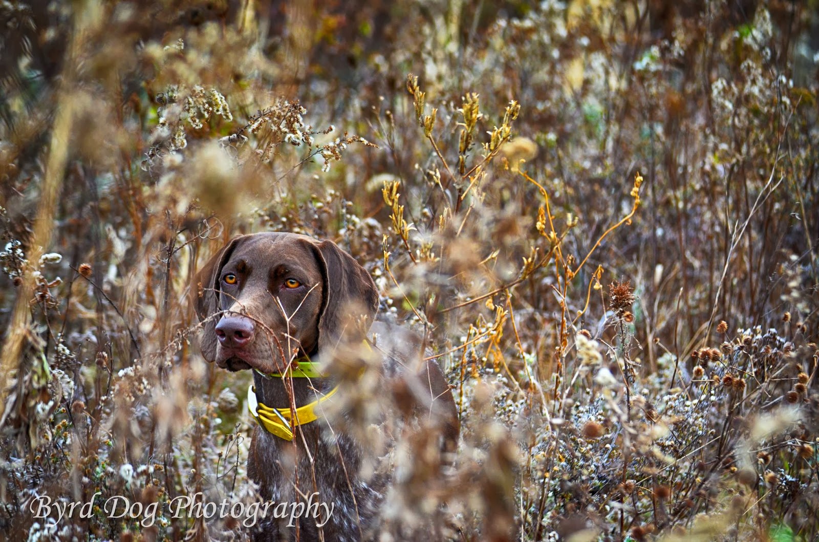 Adventures of a GSP Hunting Dog: First Pheasant Hunt of the Season!