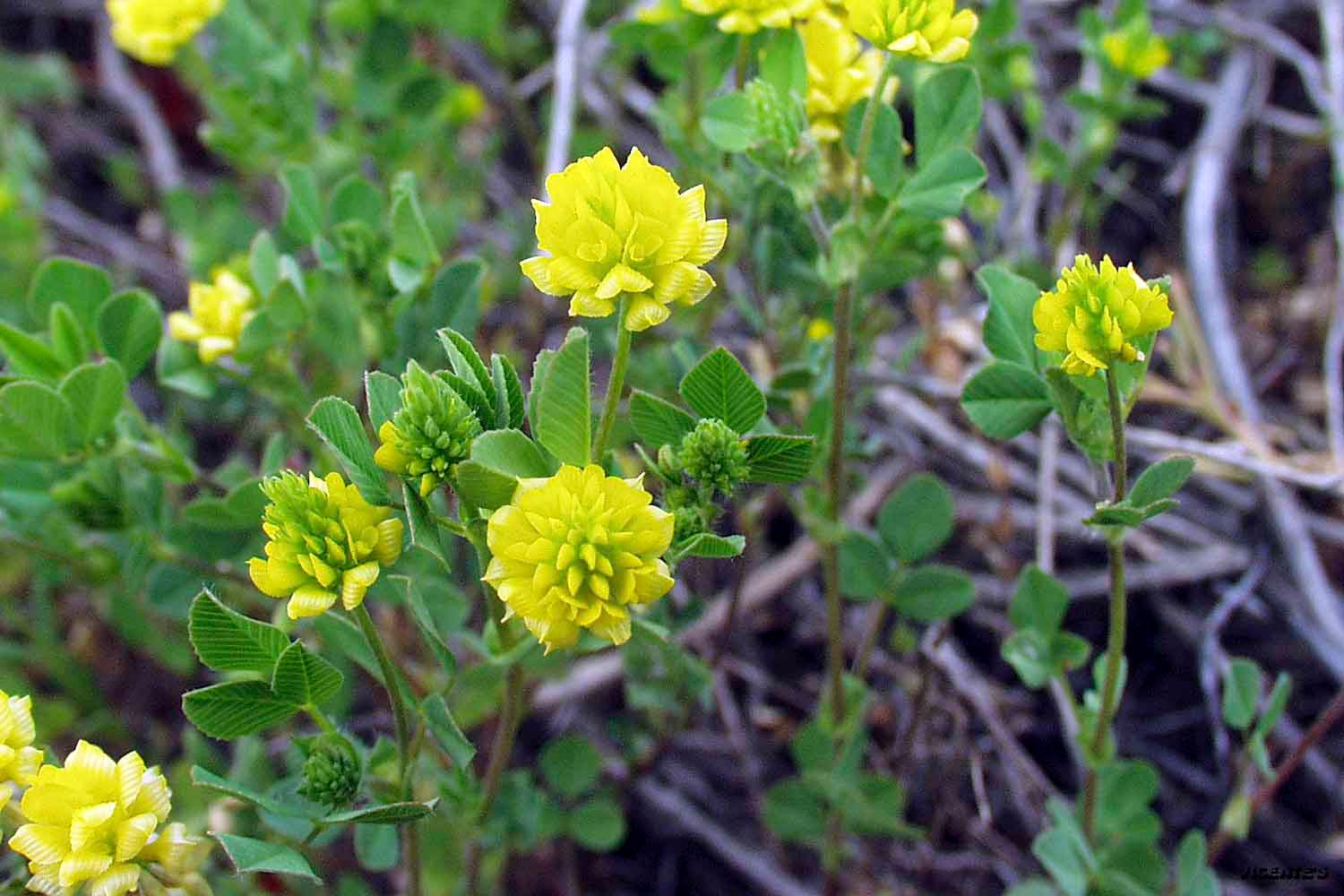 Las flores silvestres de Hormaza: Trifolium dubium