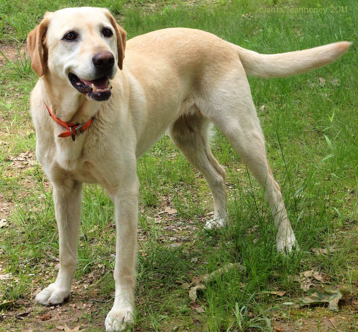 BORN-TO-TRACK BLOG: JJ Scarborough and his Lab Rosie, a super-achieving ...