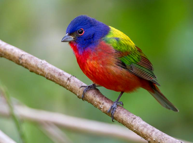 Bellas Aves de El Salvador: Passerina ciris (azulillo pintado ...