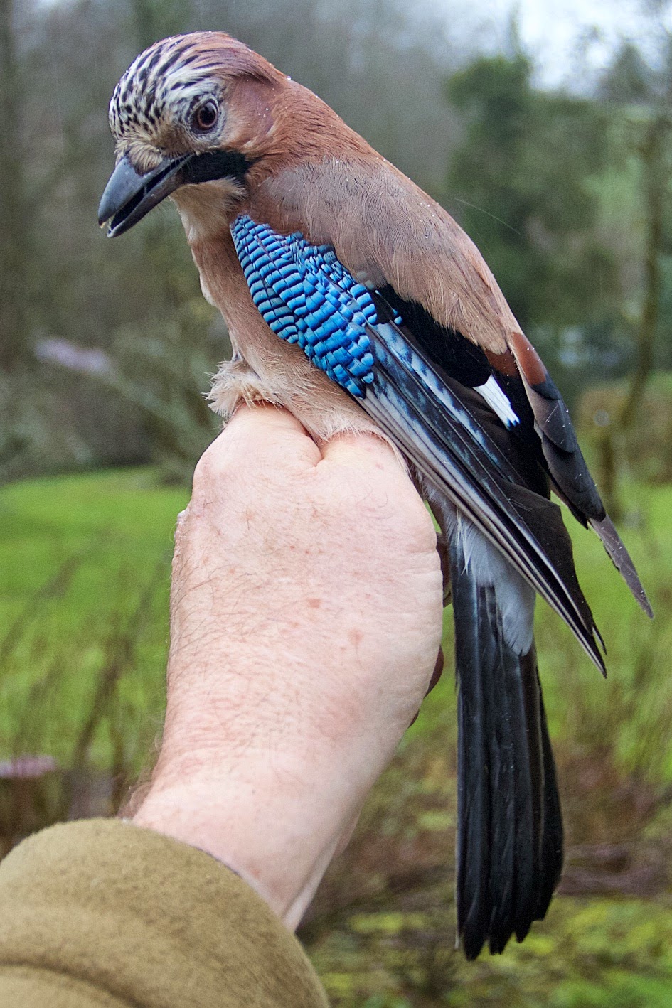 Charlie Sargent's bird ringing: Whoosh Net now operates remotely
