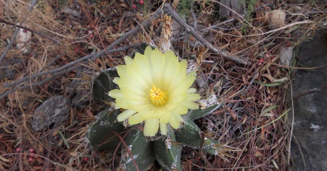 La luna de Ítaca: Cactus estrella, Astrophytum ornatum