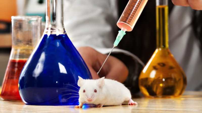 Lidia ByG: INGENIERÍA GENÉTICA EN ANIMALES