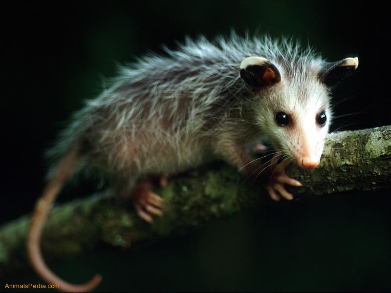 Funny baby opossum wallpaper - Funny Pictures - Cool Pictures