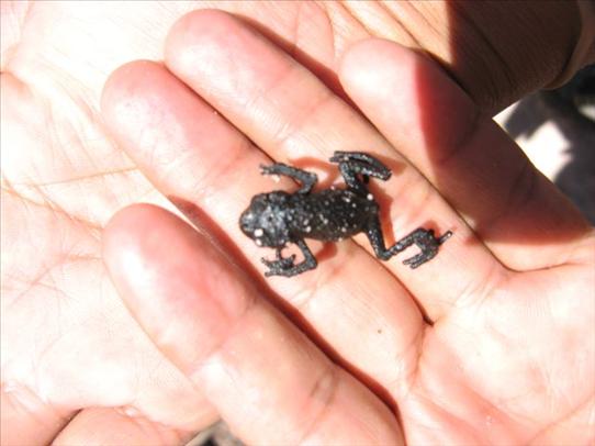 Explore Majestic Mount Roraima