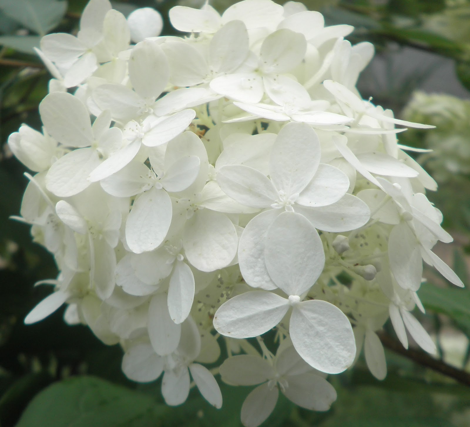 Grow It First | CK Worley | Best Essential Oils Atlanta: Pee Gee ...