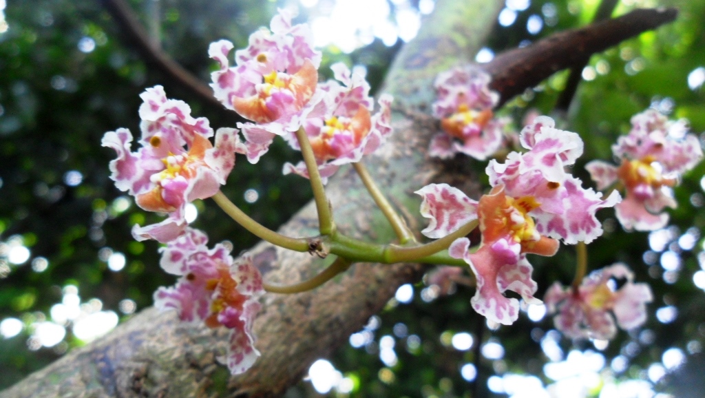 Eucharis amazonica, Orquideas de El Salvador - Mi Patio Ecológico