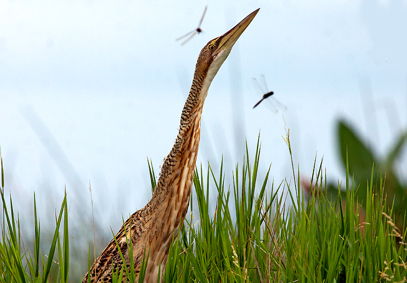 Uruguay y sus curiosidades-Uruguay and its curiosities: PINNATED ...