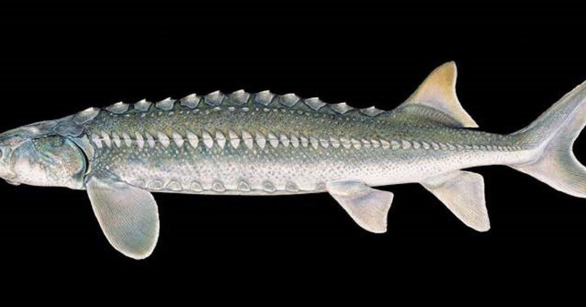 Matt's Sci/Tech Blog: A golden sturgeon?