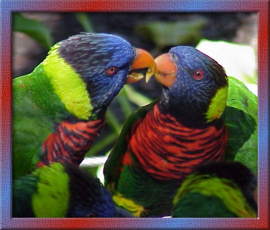 pictures: top ten beautiful birds, top 10 parrot wallpaper, parrot ...
