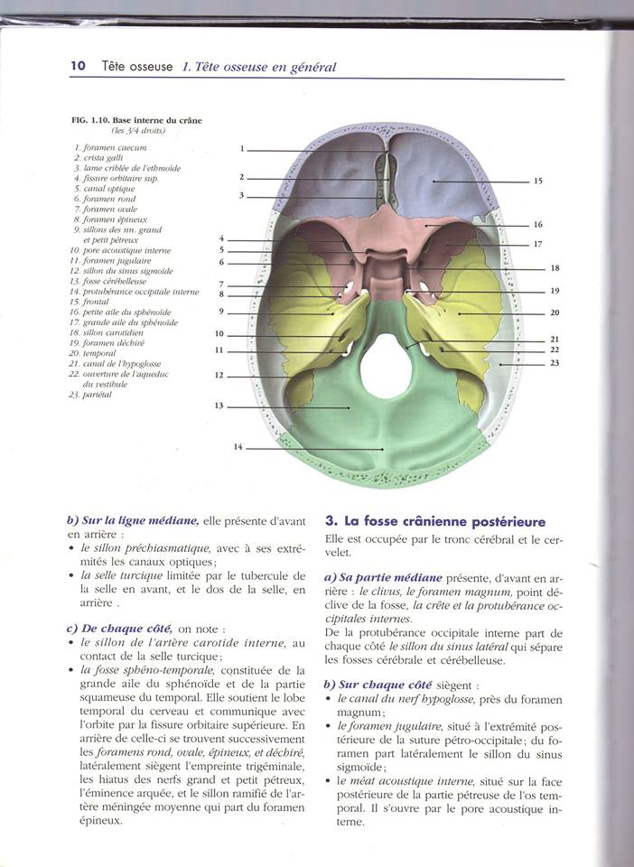 schéma:crane - Médecine INFO