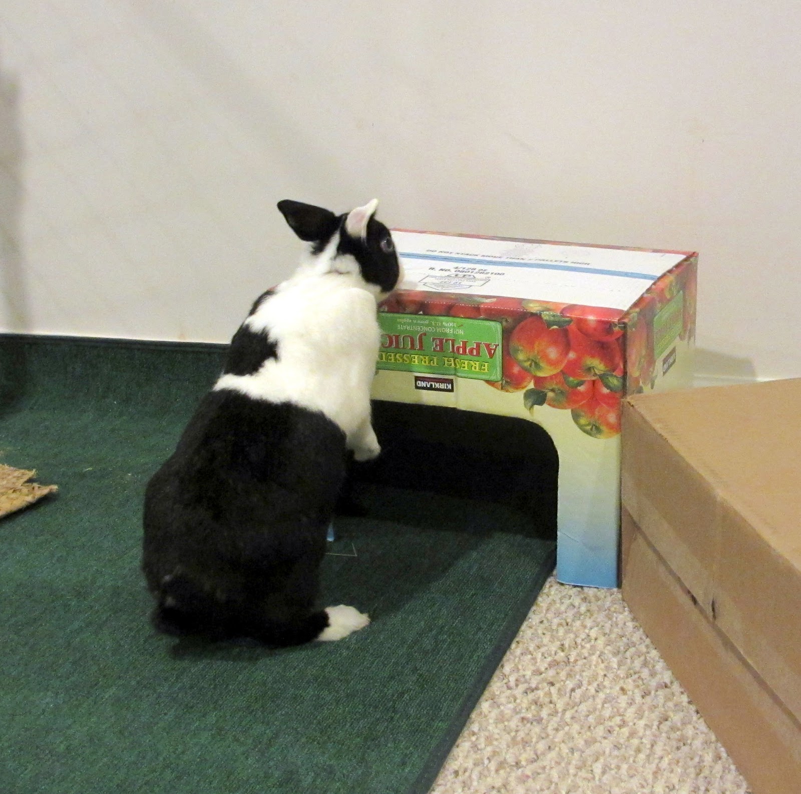 Rabbit Ramblings: A new bunny box